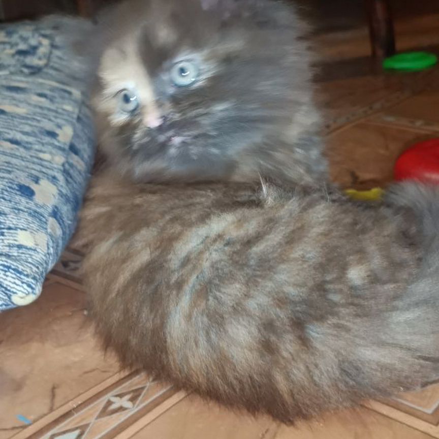 Котята