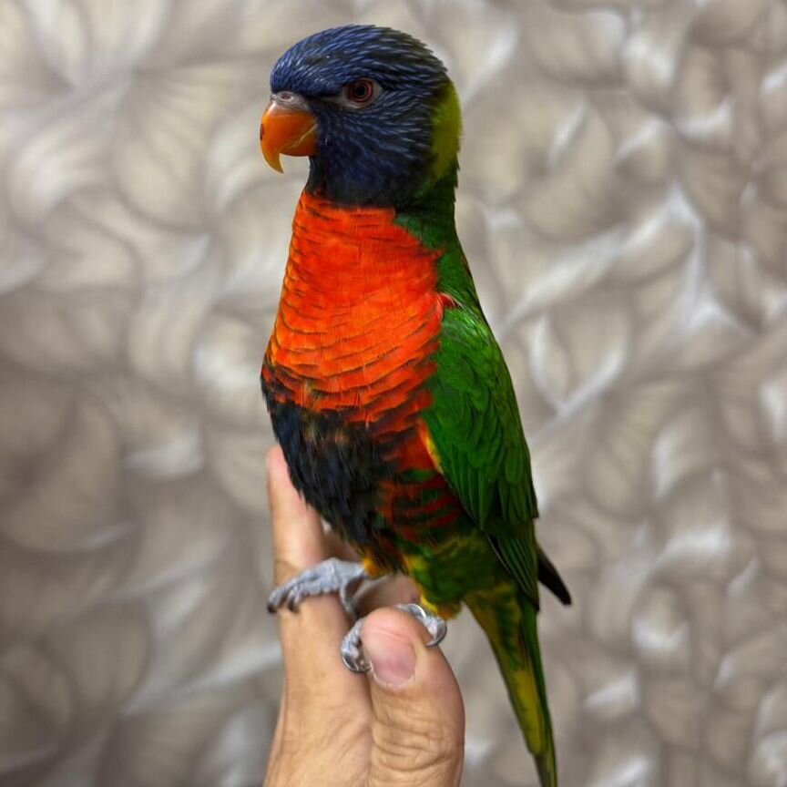 Попугай Лорикет