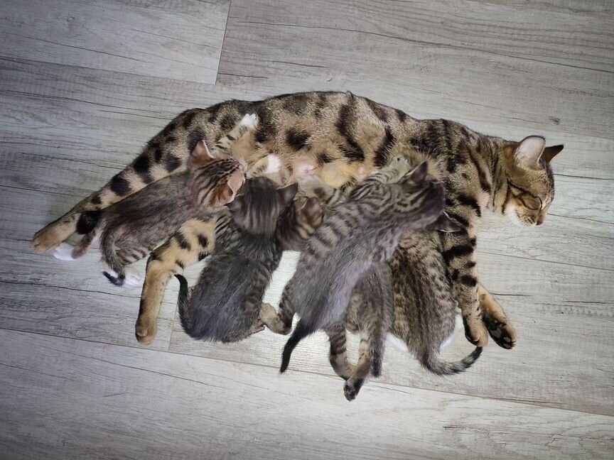 Котята в добрые руки бесплатно