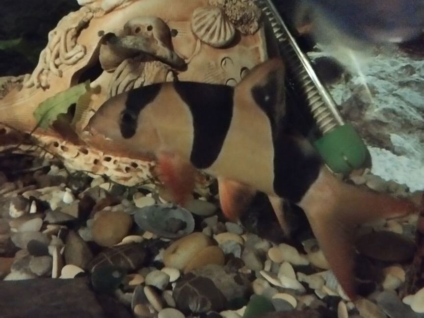 Боция клоун