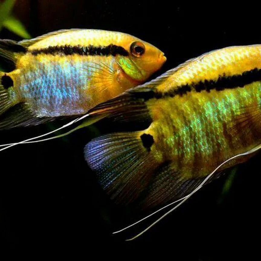 Мезонаута рыба