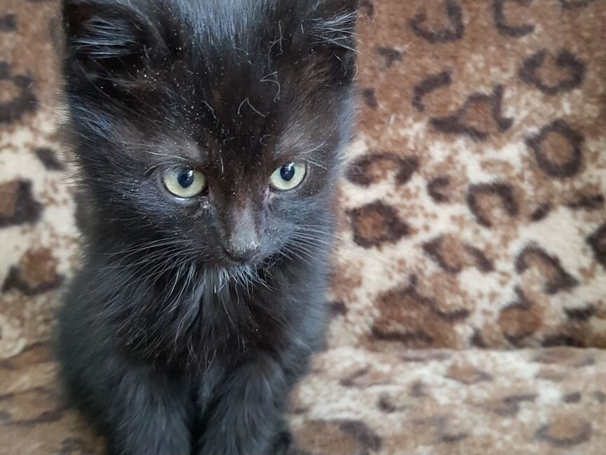 Отдам в добые руки