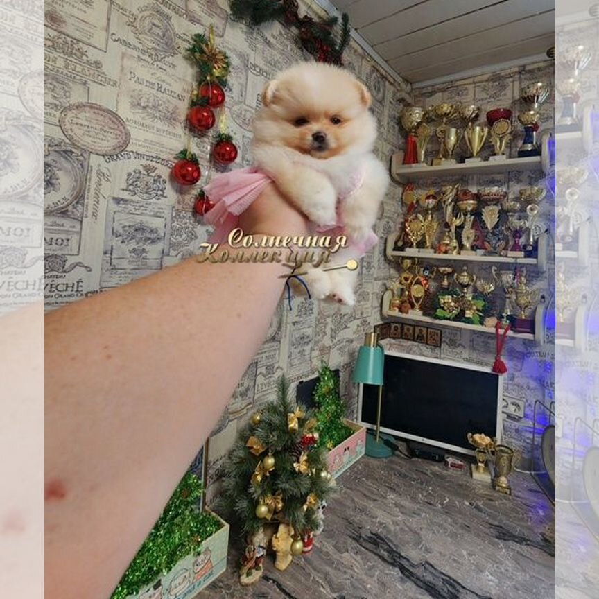 Шпицулечка кремовая девчулечка племенной питомник