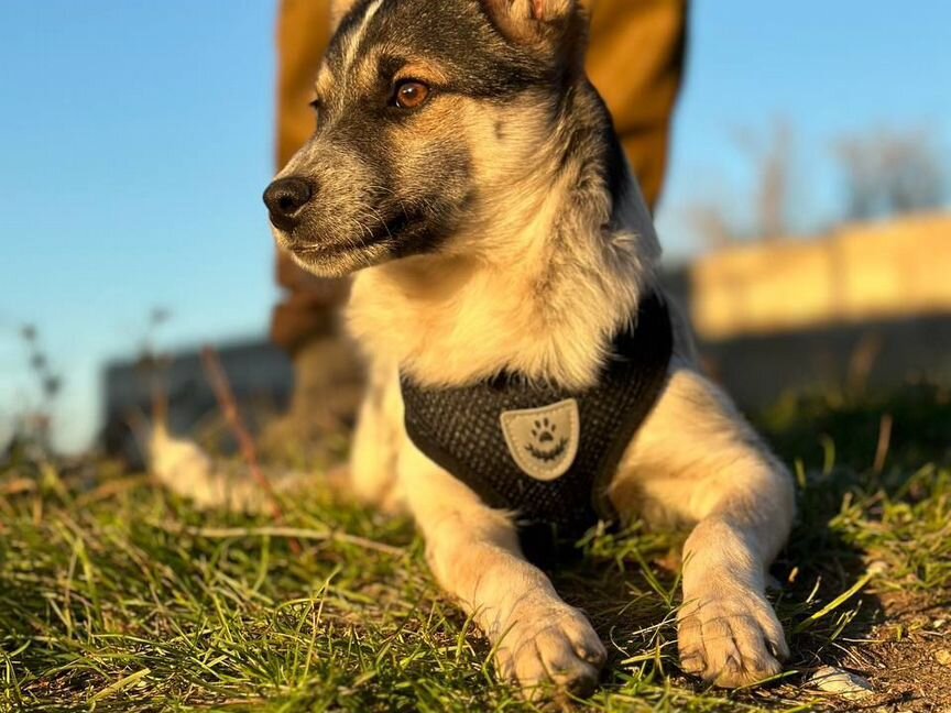 Собака в добрые руки