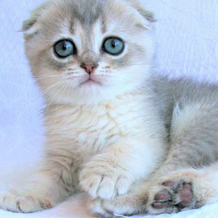 Вислоушки) драгоценный окрас