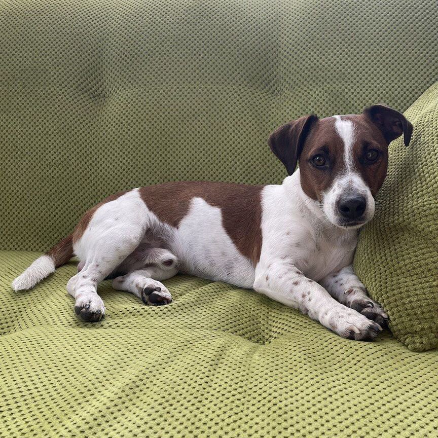 Вязка джек рассел терьер