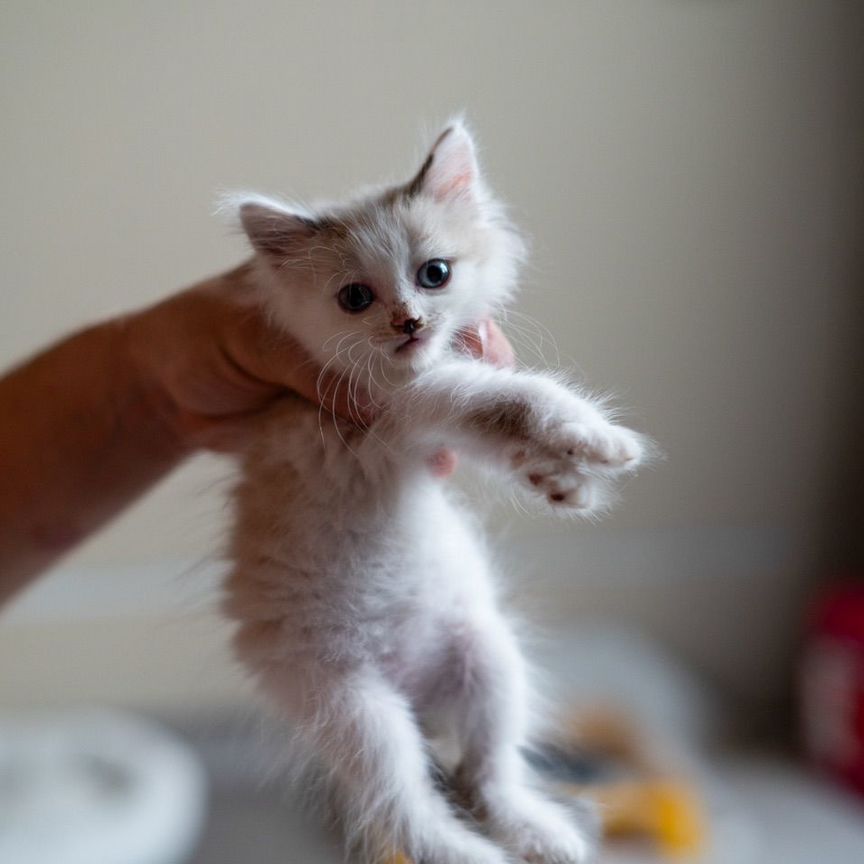 Отдам в добрые руки котенка мальчика