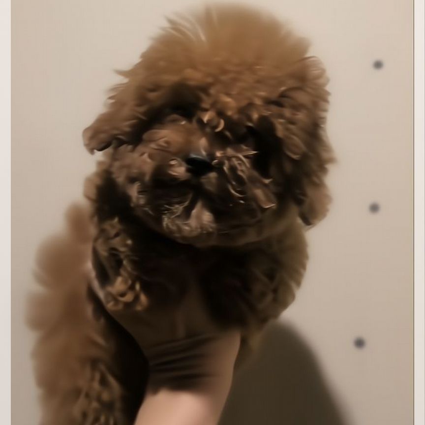 Той-пудель, щенок