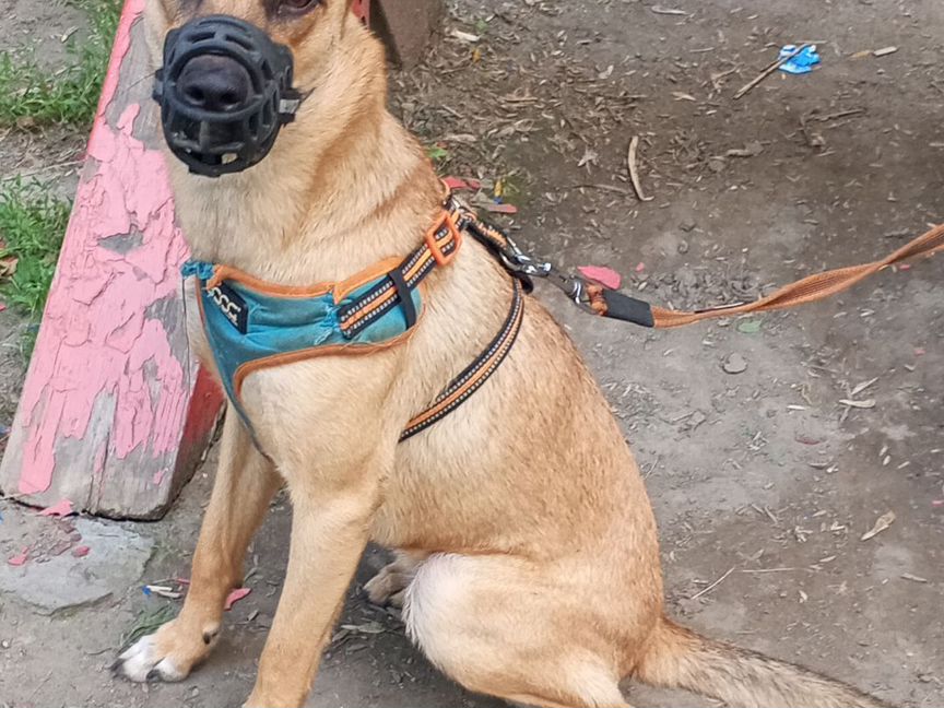 Продам собаку бельгийскую овчарку с дворняжкой