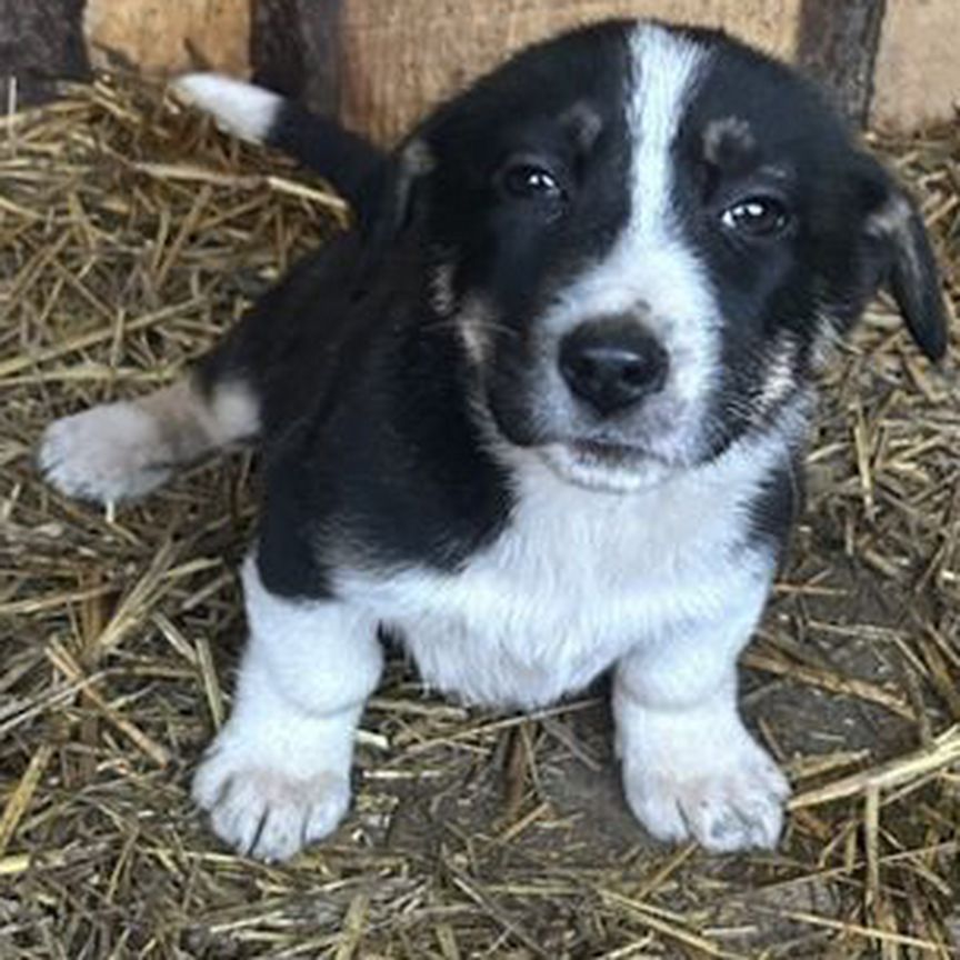 Щенок в добрые руки