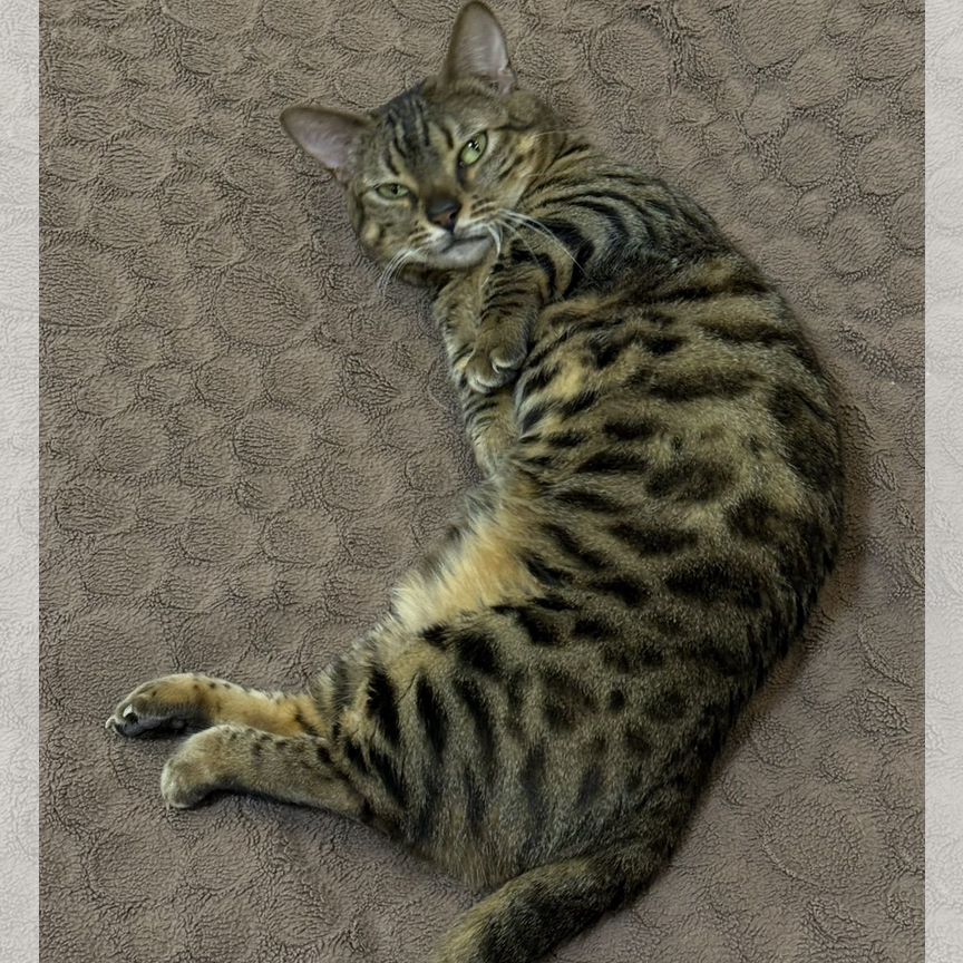 Кошка манчкин