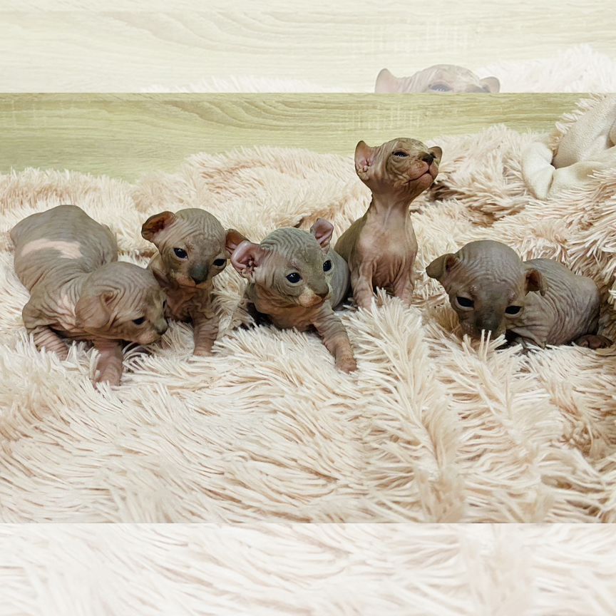 Канадский сфинкс котёнок