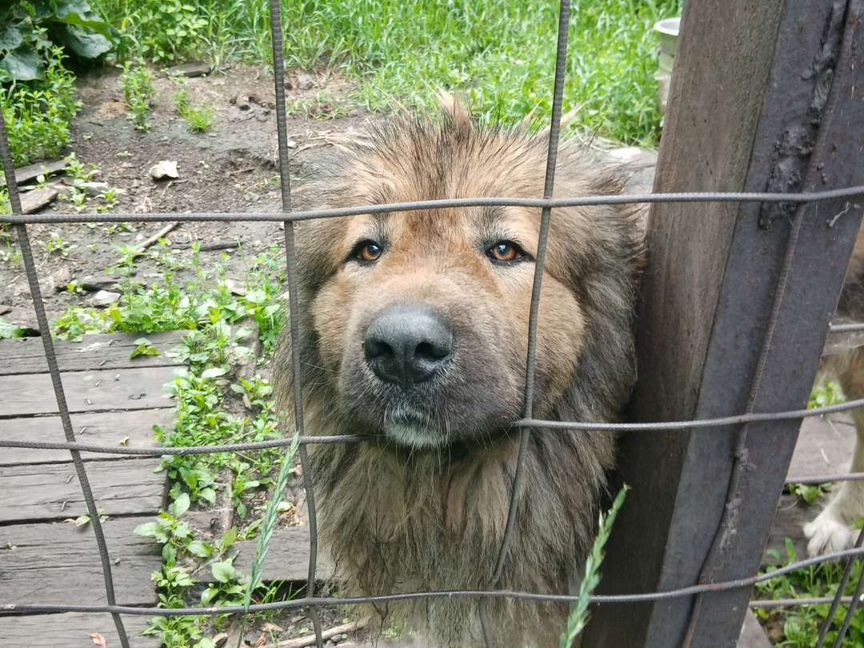 Кавказская овчарка продажа щенков