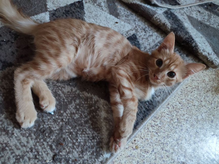 Котик дивный