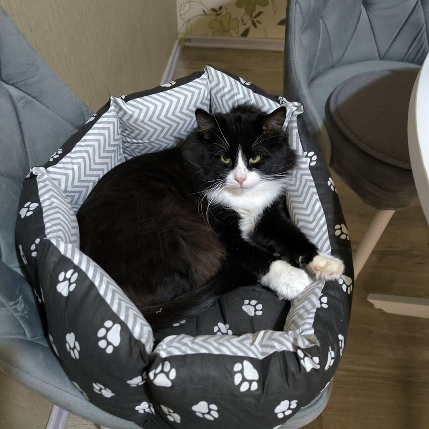 Отдам кота в добрые руки