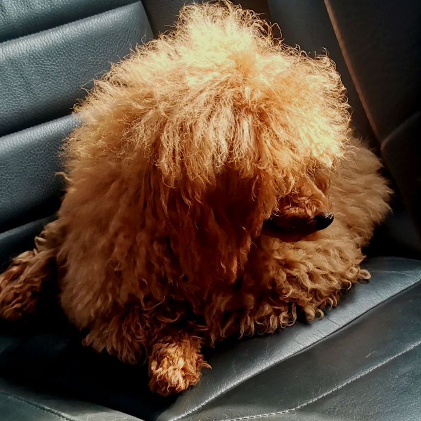 Жених той пудель