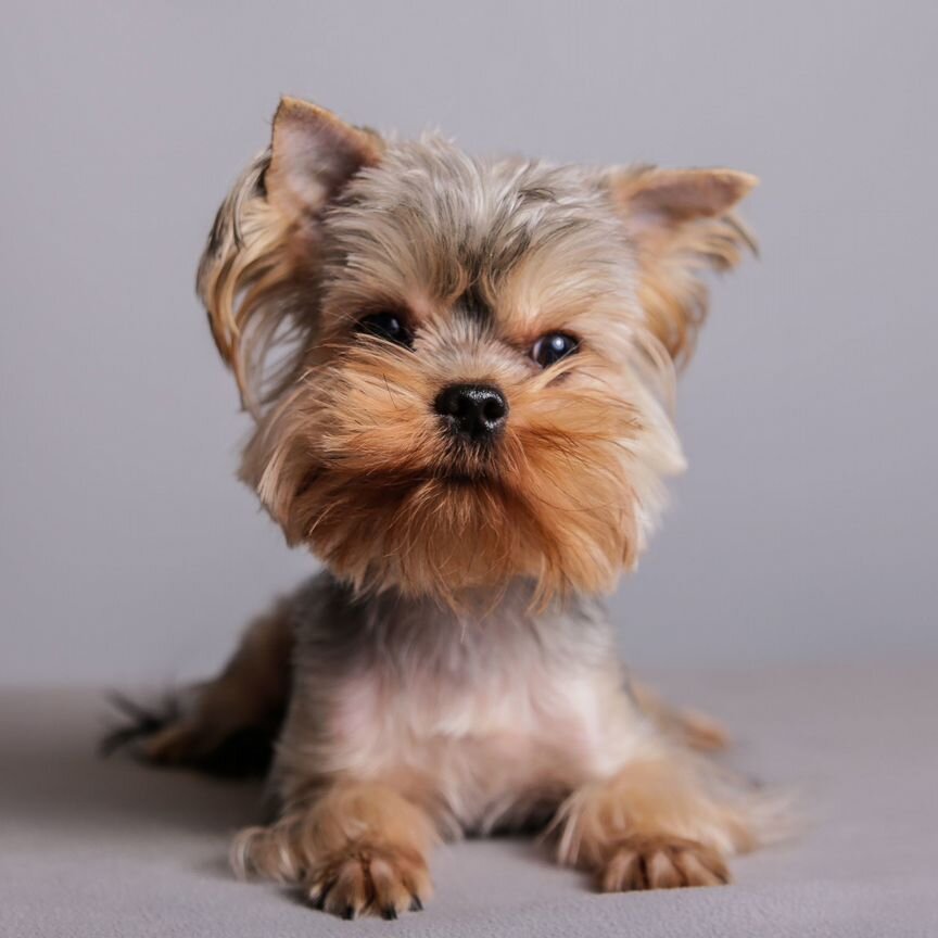 Йоркширский терьер