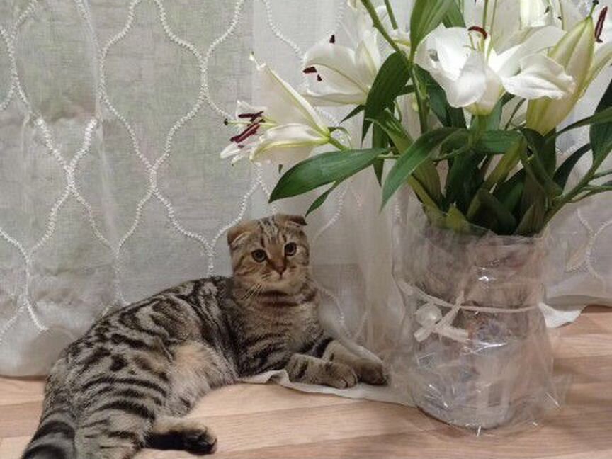 Шотландская