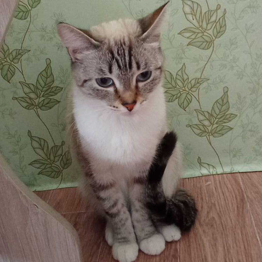 Сиамская, взрослая кошка