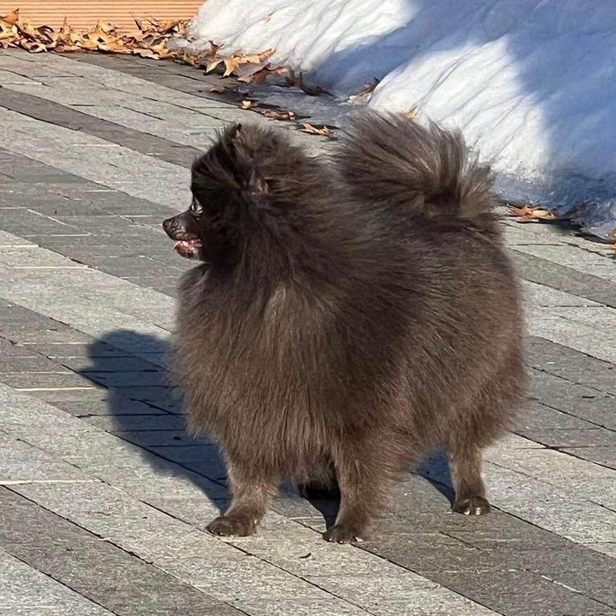 Померанский шпицы,щенки цветного разведения