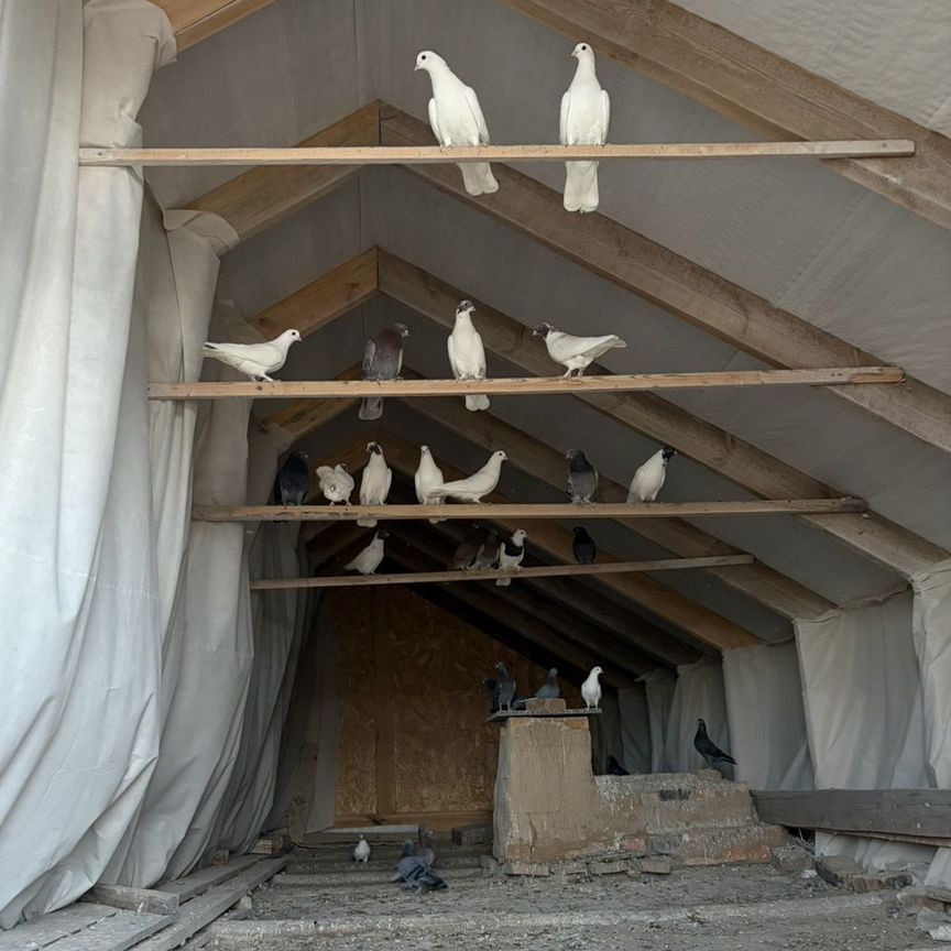 Голуби