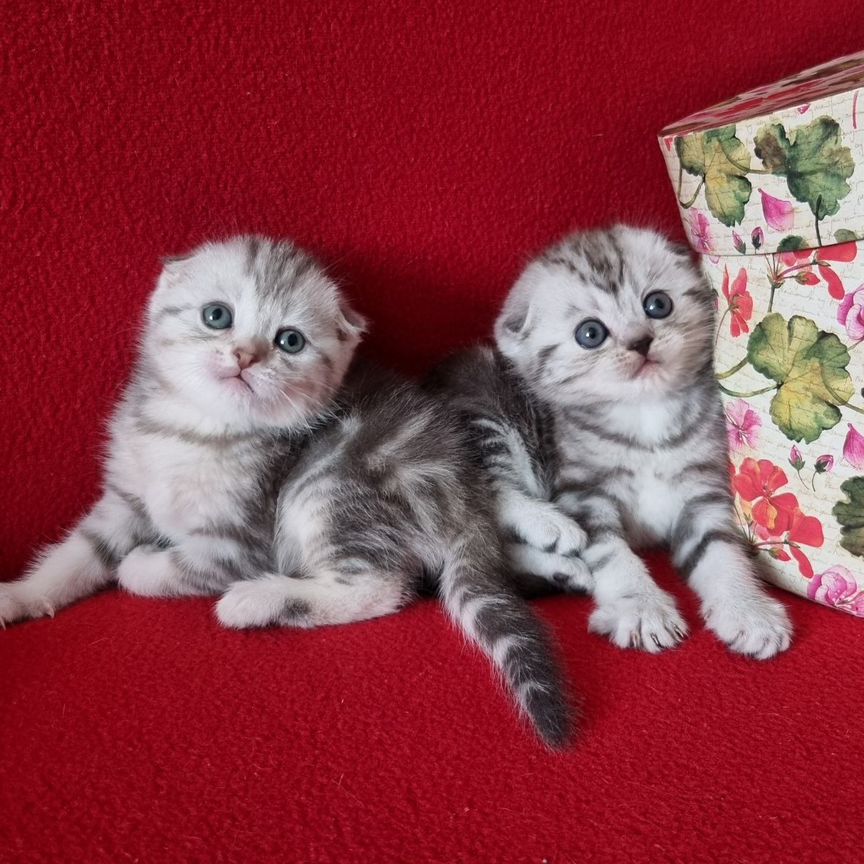 Шотландские котята