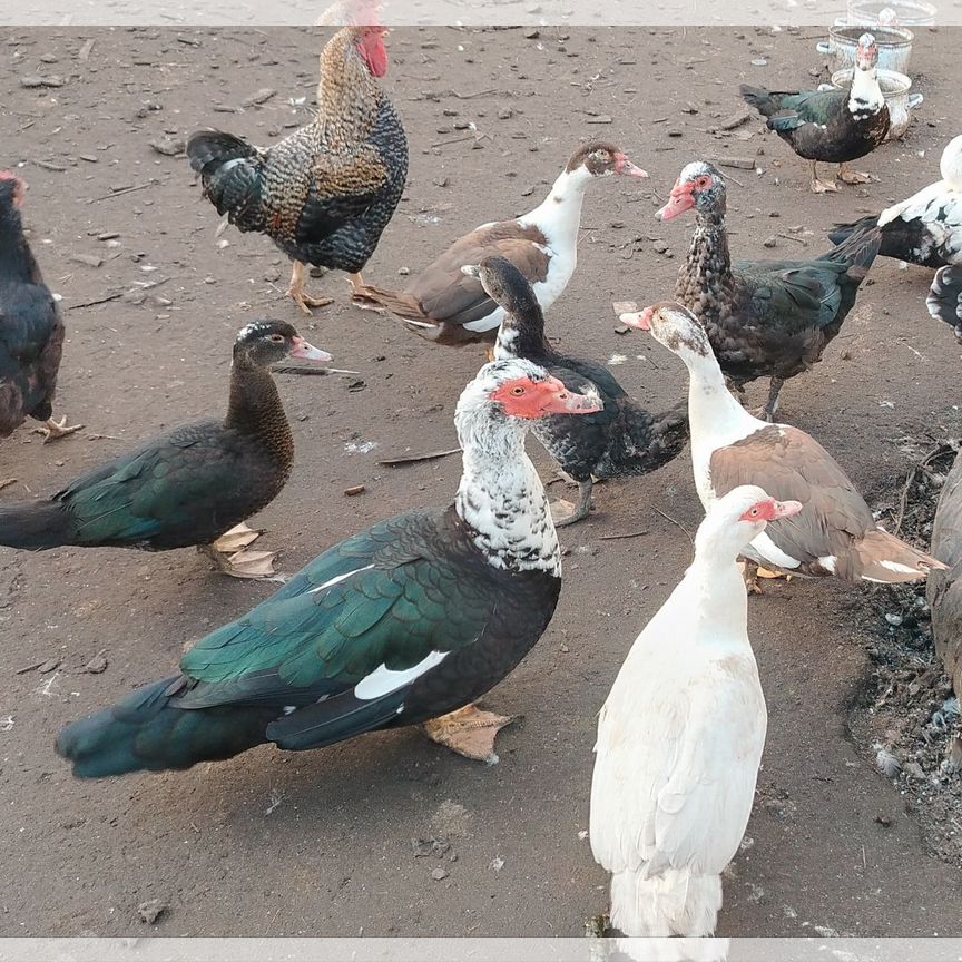 Мускусные индоутки