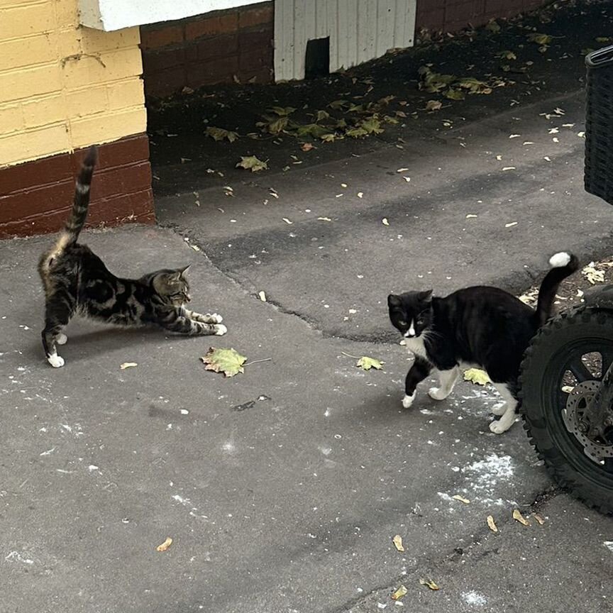 Котята бесплатно