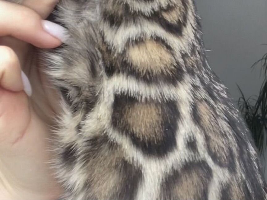 Бенгальские котята из питомника