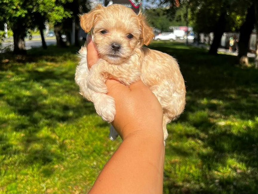 Мальтипу f1 micro