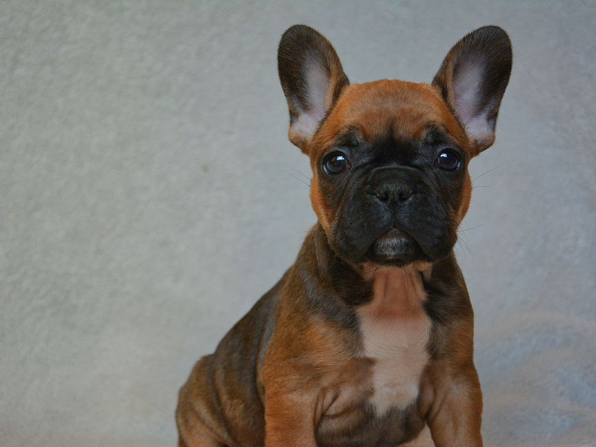 Французский бульдог щенки