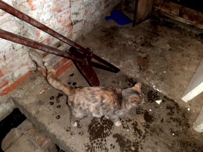 Котики ищут семью и друзей