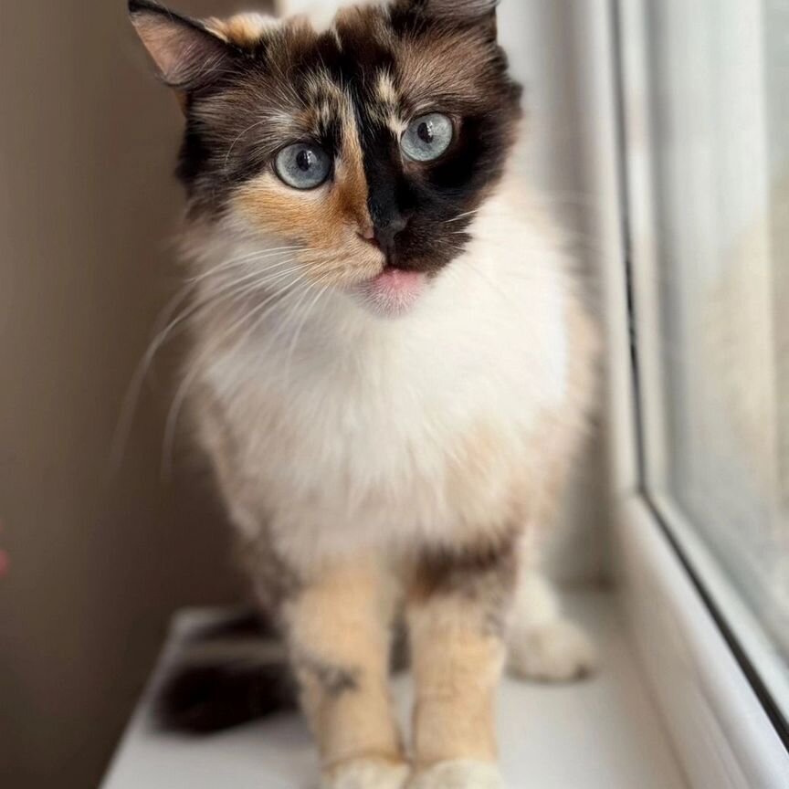 Кошка с необычным раскрасом