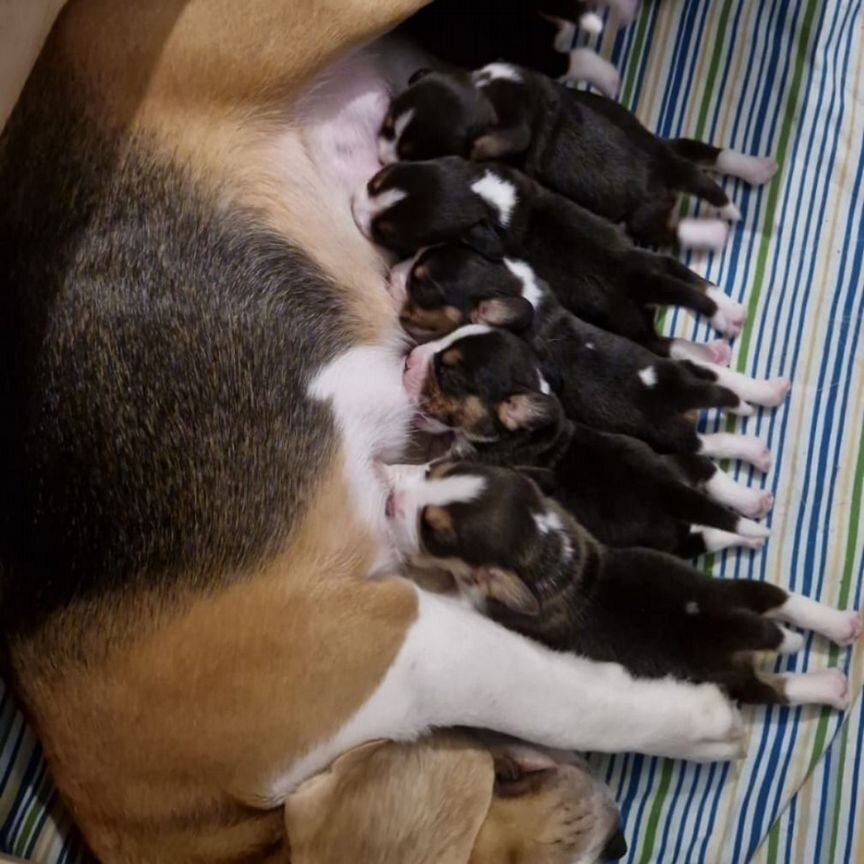 Щенки бигля с документами