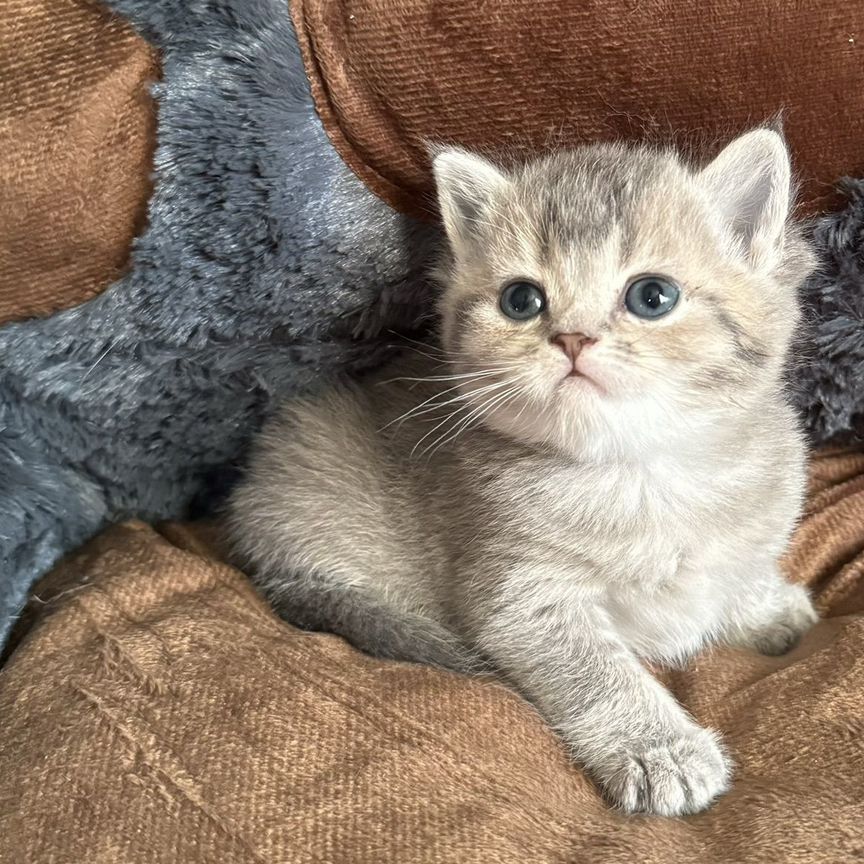 Шотландские шиншилы прямоухие котята