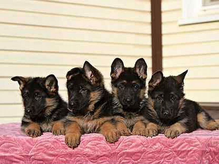 Умные щенки немецких овчарок рабочего разведения