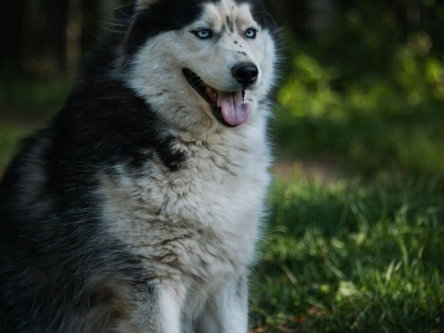 Сибирский хаски