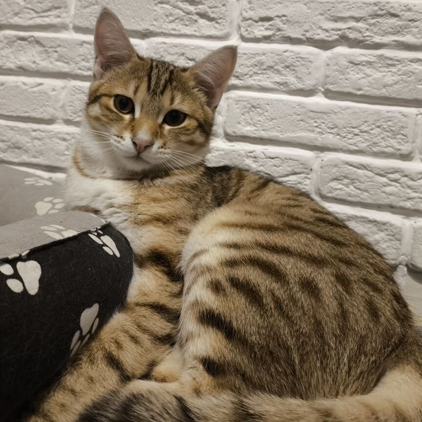 Сибирский котёнок