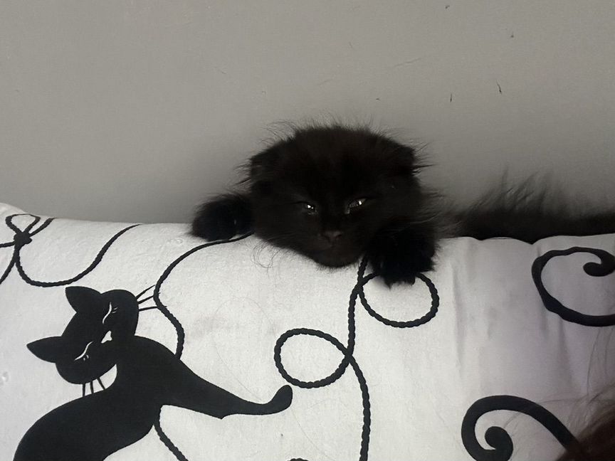 Котянок в добрые руки