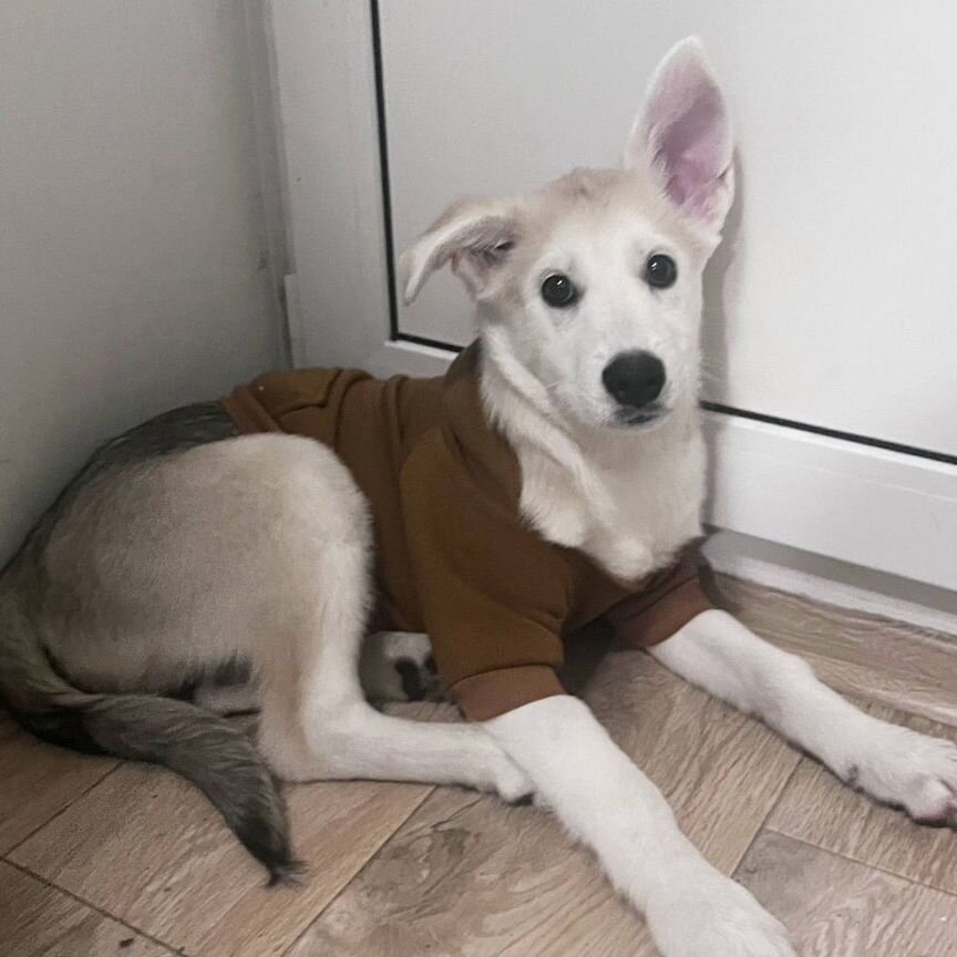 Сибирский хаски, щенок