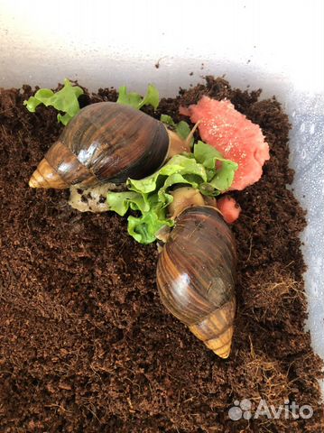 Улитки ахатины имакулята