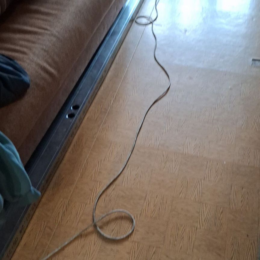 Скалярия обыкновенная