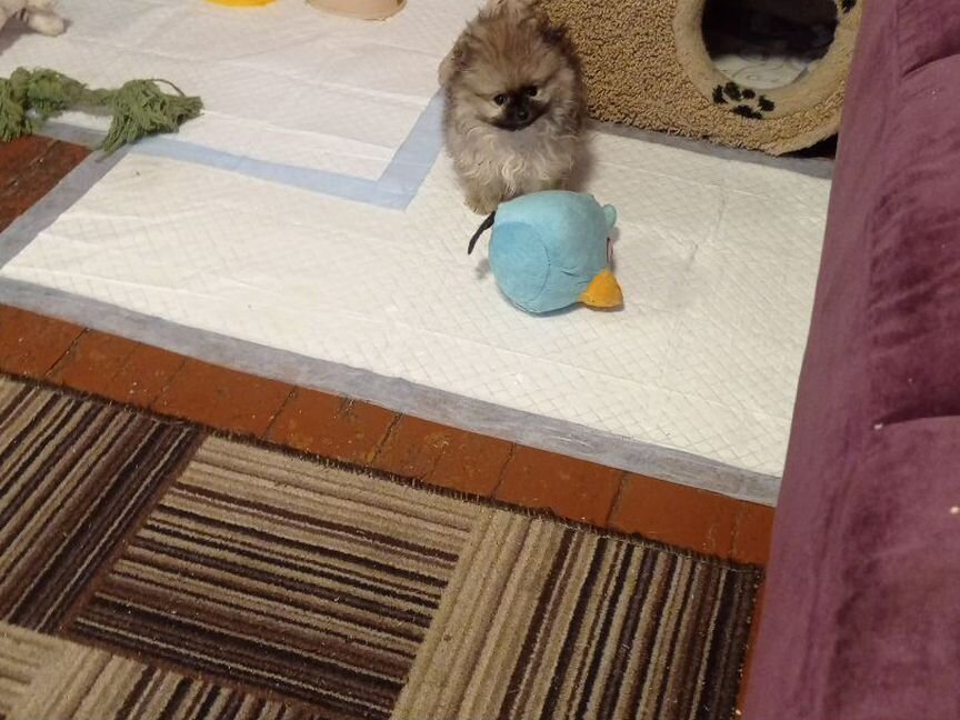 Померанский шпиц мини щенок