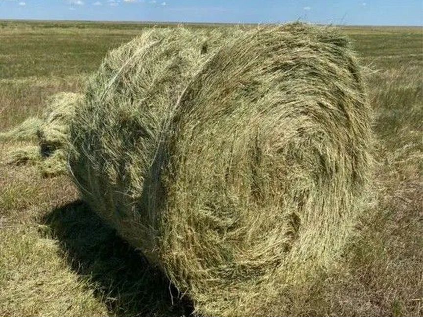 Продам сено свежескошенное луговое