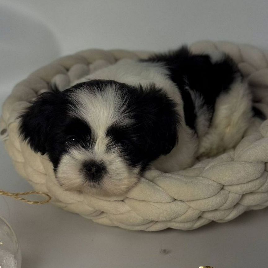 Мальтипу, щенок