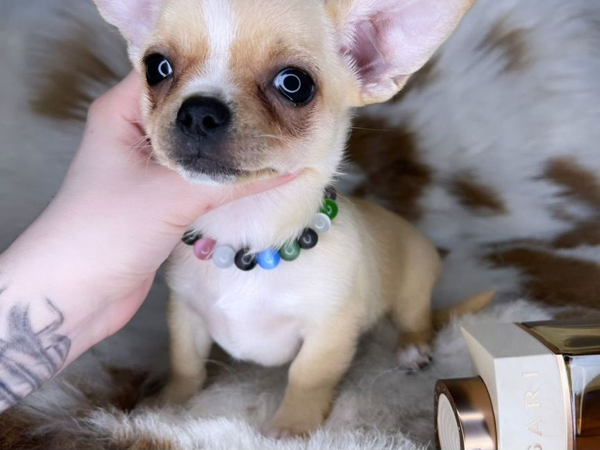 Мальчишка чихуахуа