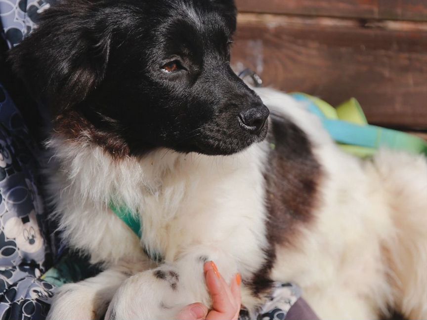 Щенок в добрые руки бесплатно