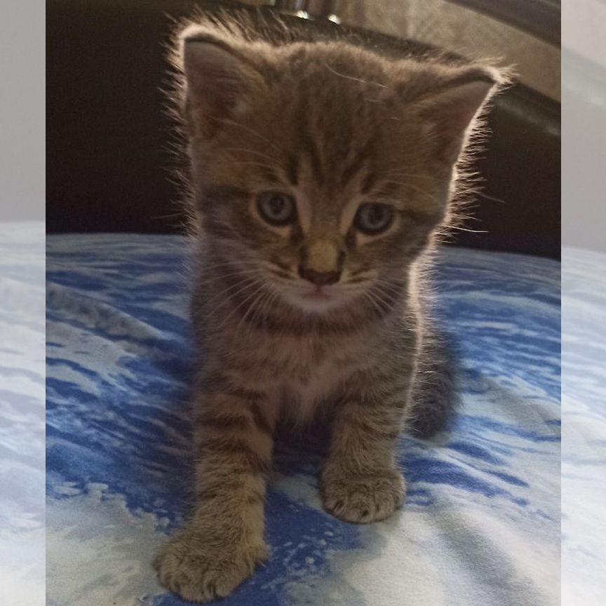 Уральский рекс котёнок