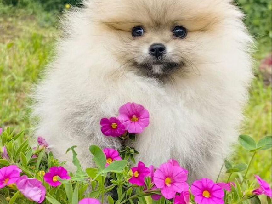 Померанский шпиц тип мишка мини