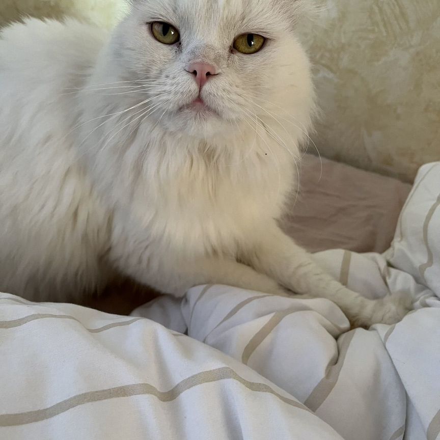 Кот в добрые руки